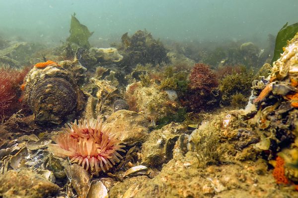 Oyster Reefs - Solway Coast and Marine Project (SCAMP)